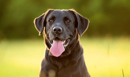 Learn More About Roots Veterinary Hospital
